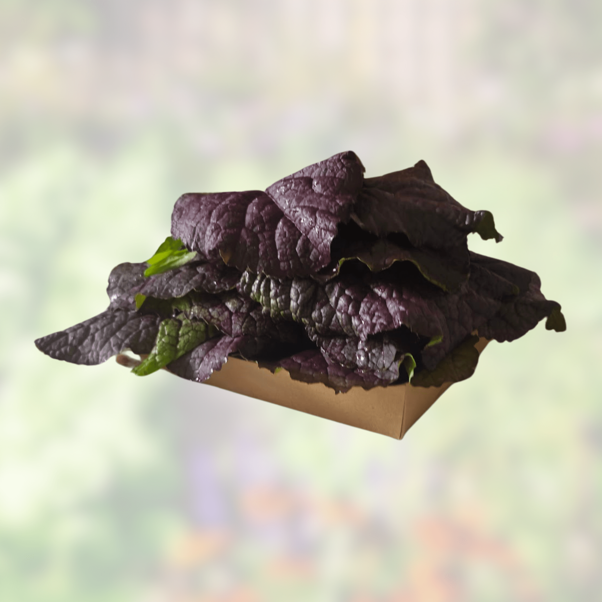 Fresh Organic Mustard (Giant Red) - PurePlant